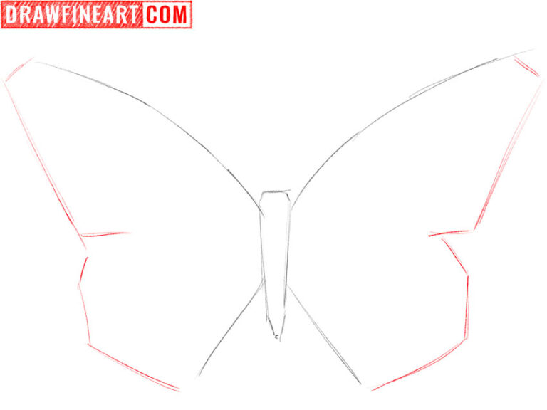 How to Draw a Butterfly - Draw Fine Art