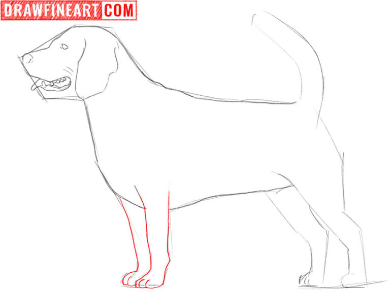 How to Draw a Dog - Draw Fine Art