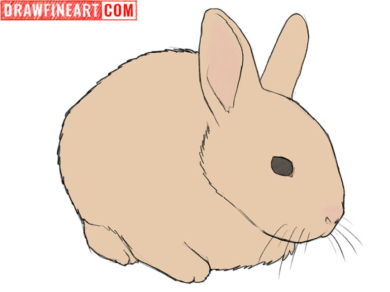 How to Draw a Bunny - Draw Fine Art