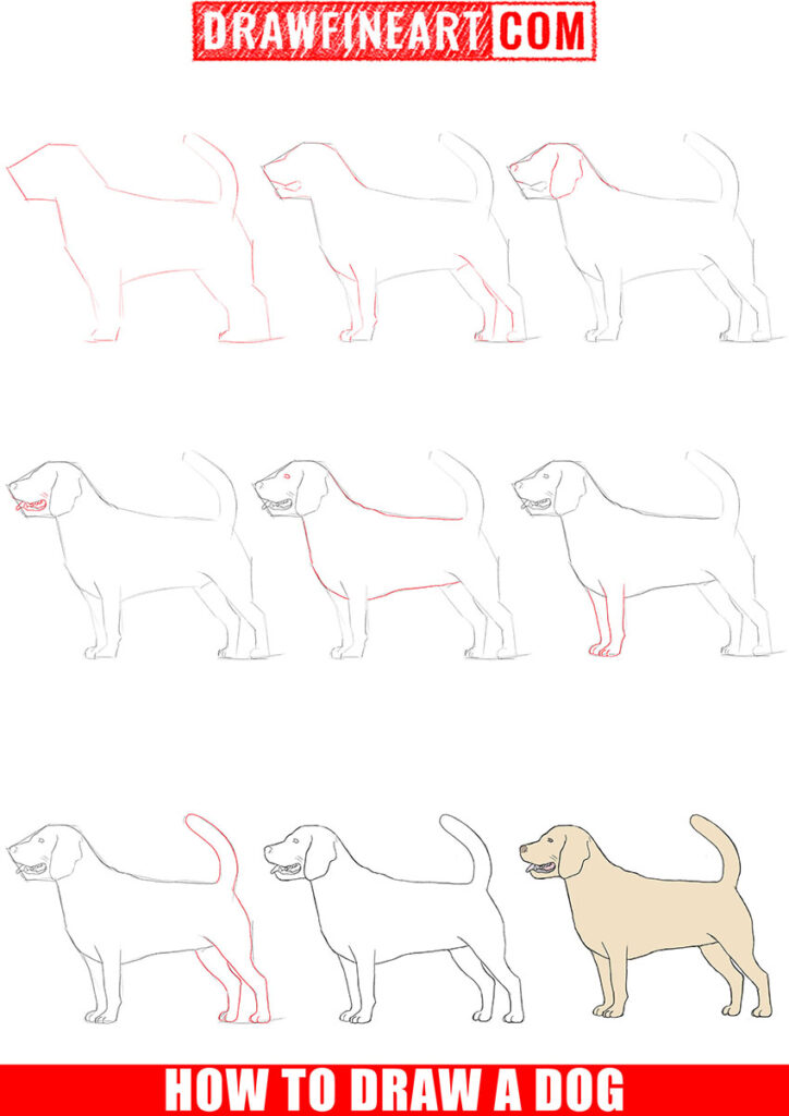 How to Draw a Dog - Draw Fine Art