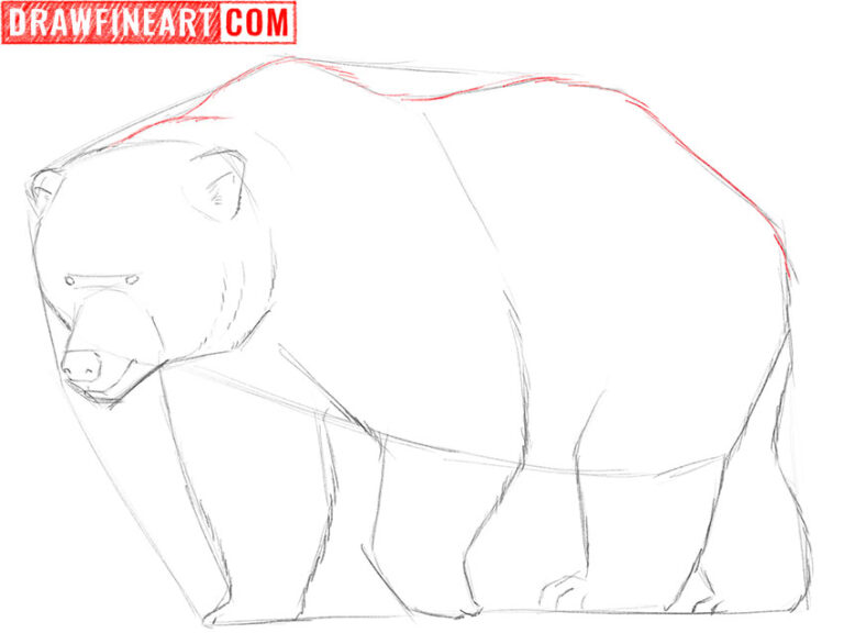 How to Draw a Bear - Draw Fine Art