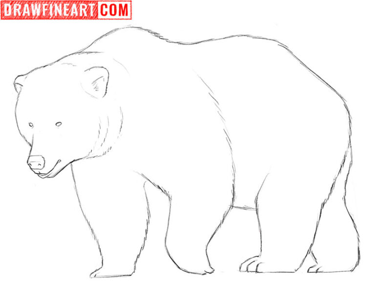 How to Draw a Bear - Draw Fine Art