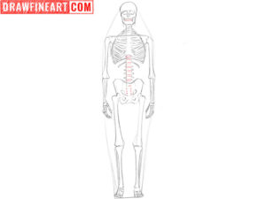 How to Draw a Skeleton - Draw Fine Art