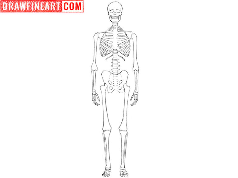 How to Draw a Skeleton - Draw Fine Art
