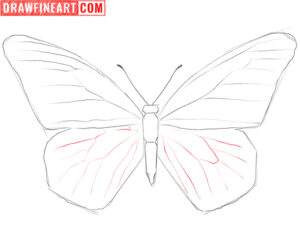 How to Draw a Butterfly - Draw Fine Art