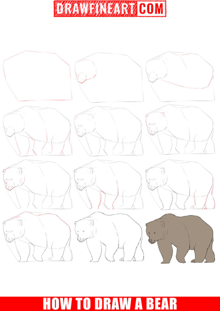 How to Draw a Bear - Draw Fine Art