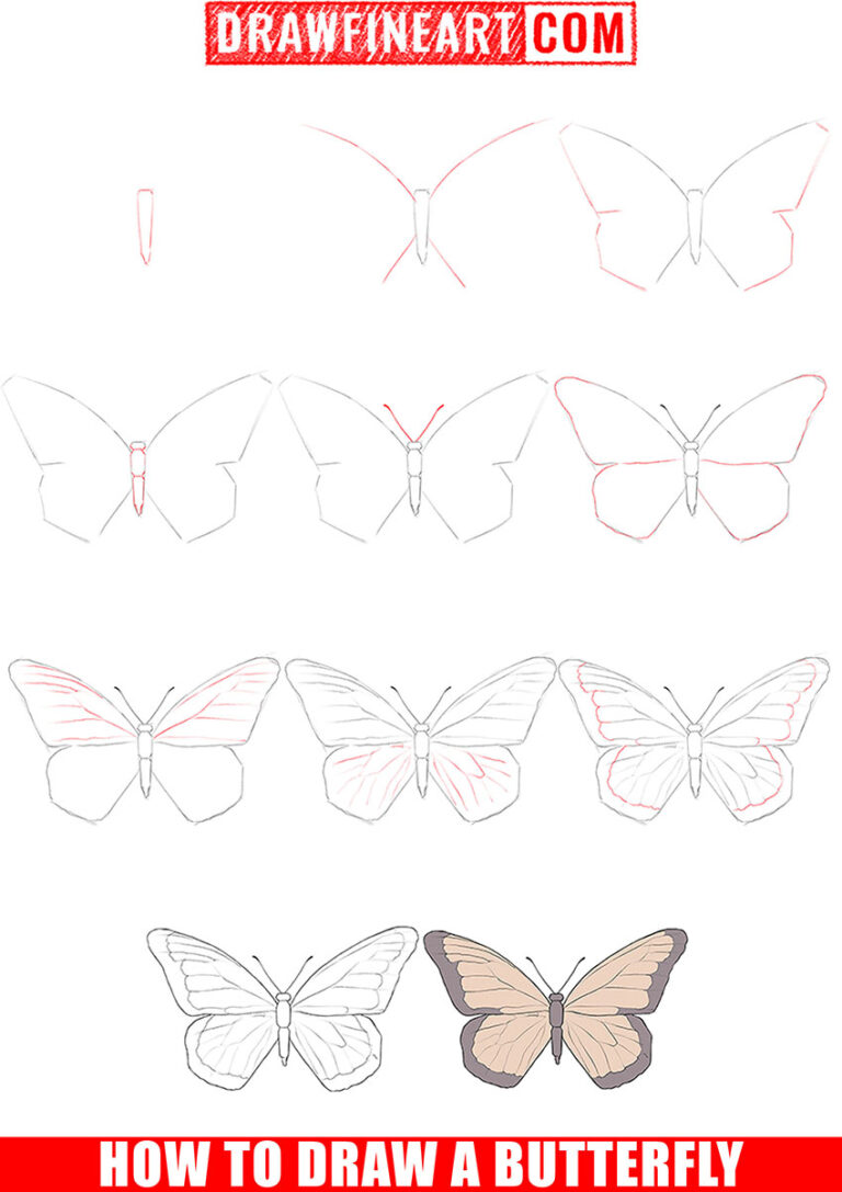 How to Draw a Butterfly - Draw Fine Art